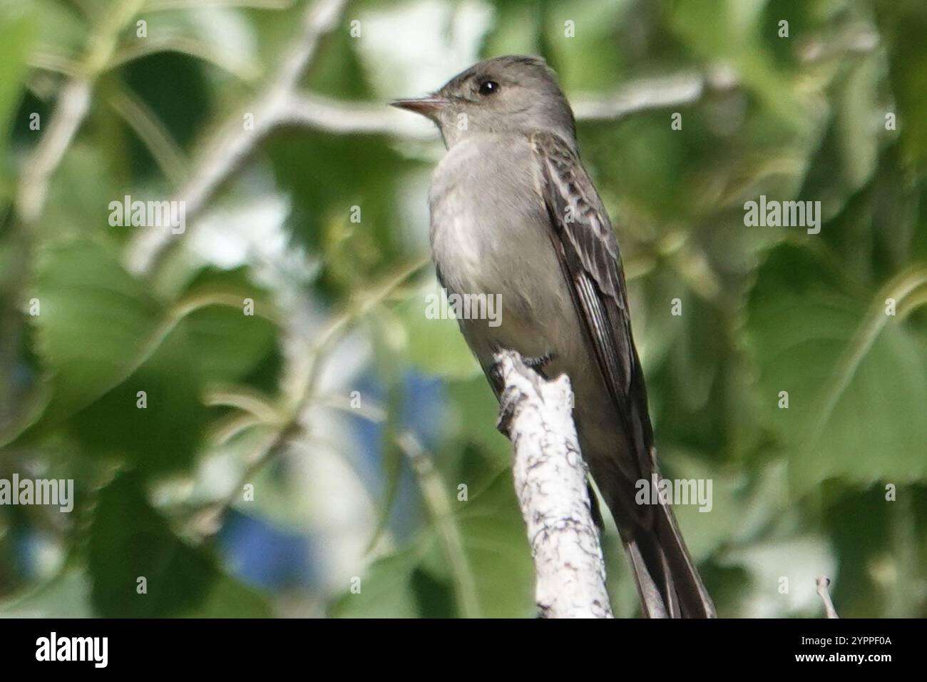 Western Wood-Pewee (Contopus sordidulus Stock Photo - Alamy