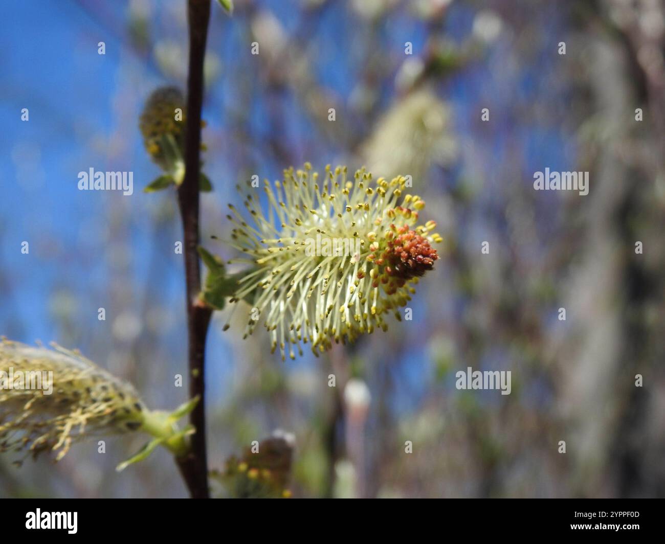 pussy willow (Salix discolor Stock Photo - Alamy