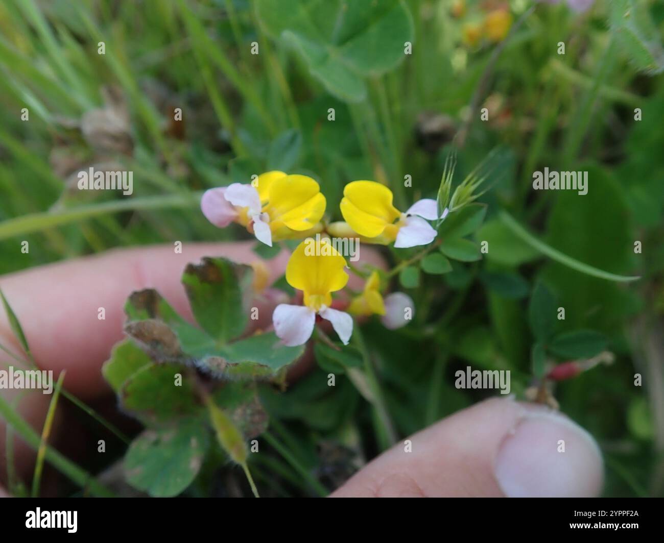 witch's-teeth (Hosackia gracilis Stock Photo - Alamy