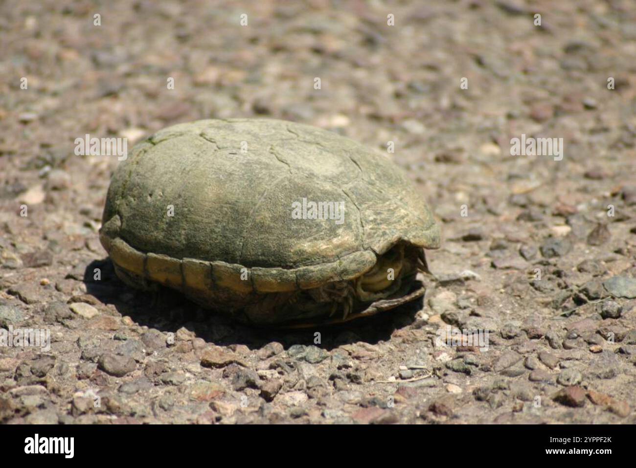 Yellow Mud Turtle (Kinosternon flavescens Stock Photo - Alamy