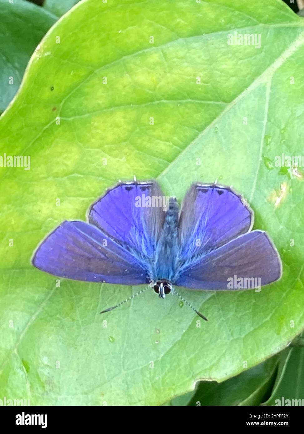 Dark Ciliated-blue (Anthene seltuttus Stock Photo - Alamy
