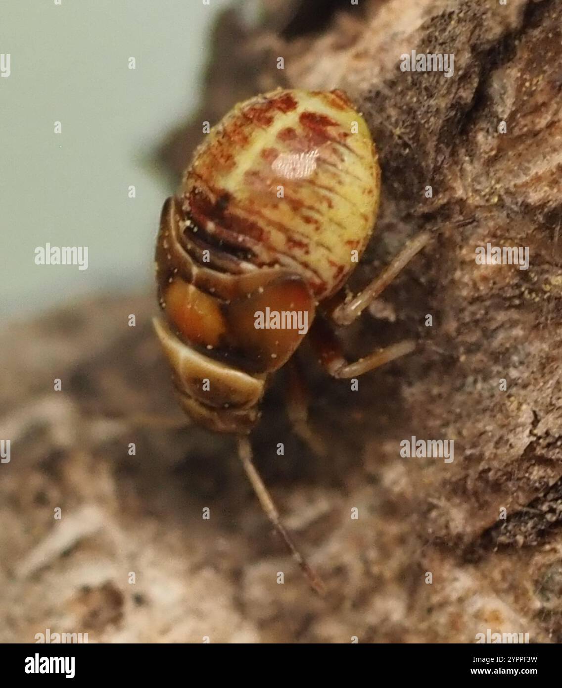 True Bugs (Heteroptera Stock Photo - Alamy