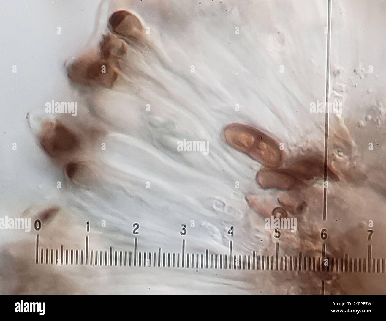 Tiny Button Lichen (Amandinea punctata Stock Photo - Alamy