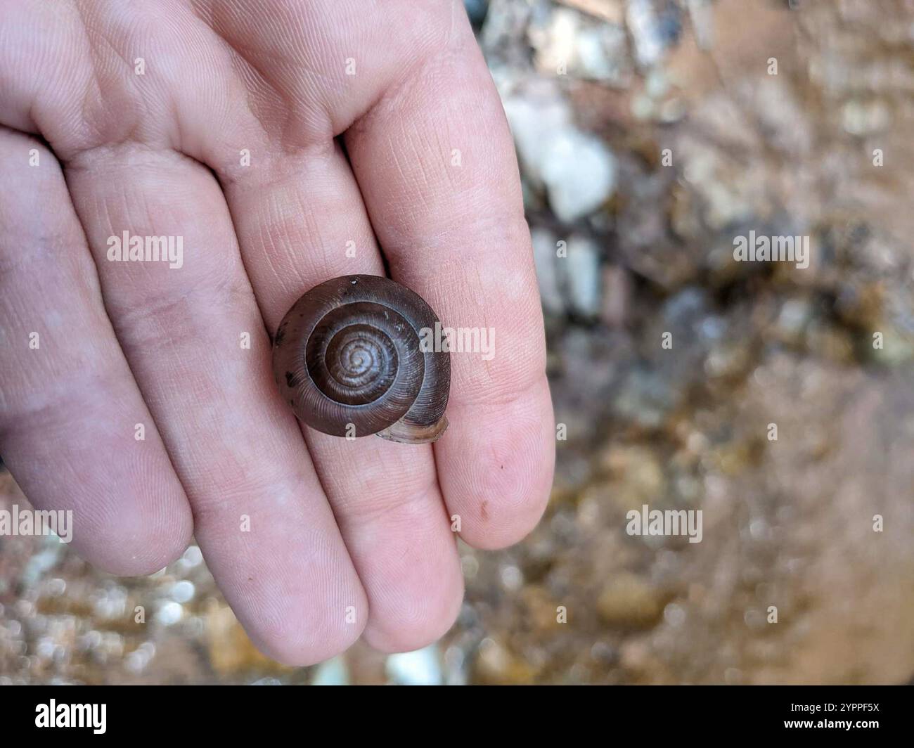 White-lip Globe Snail (Mesodon thyroidus Stock Photo - Alamy