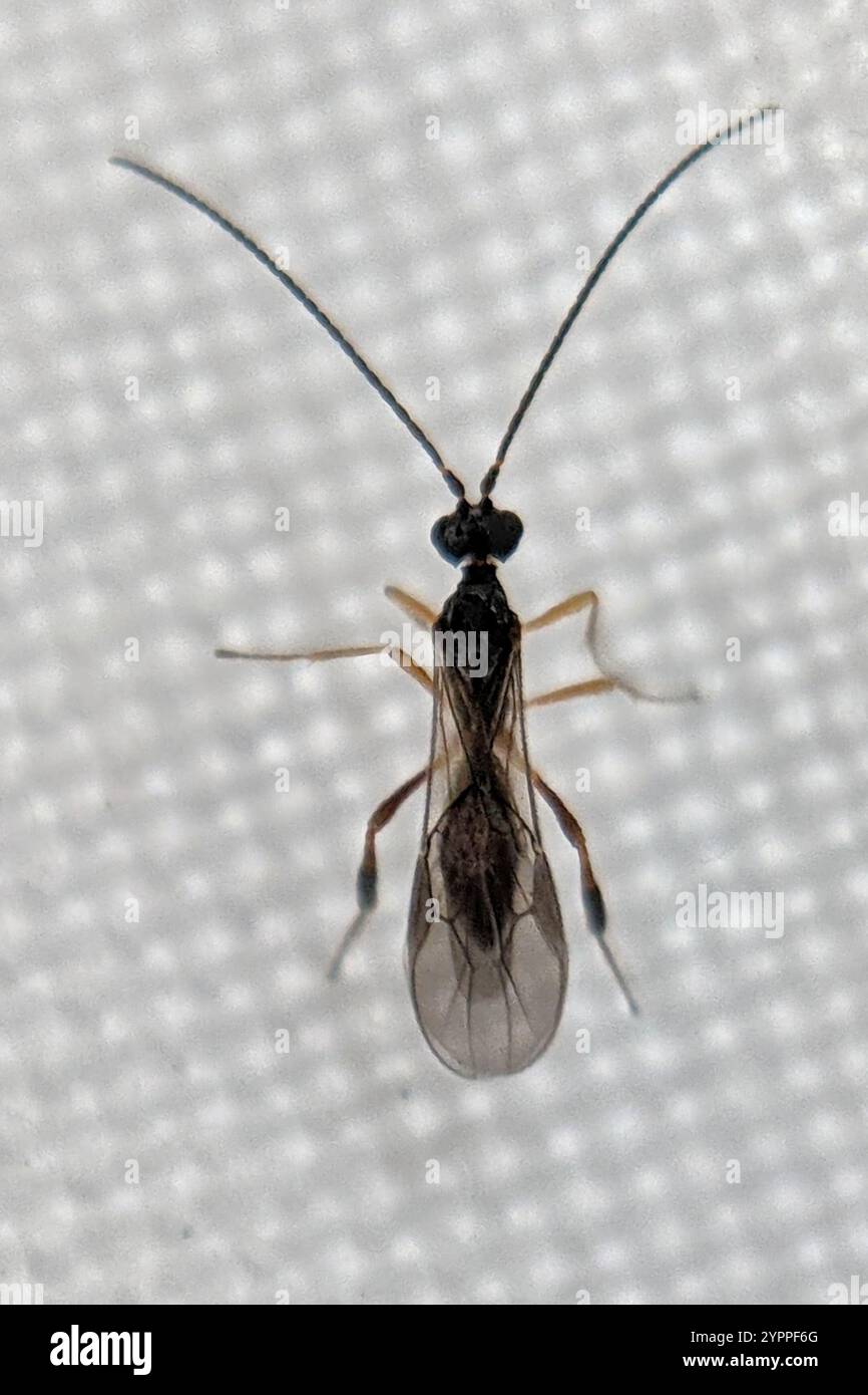 Ichneumonid and Braconid Wasps (Ichneumonoidea Stock Photo - Alamy
