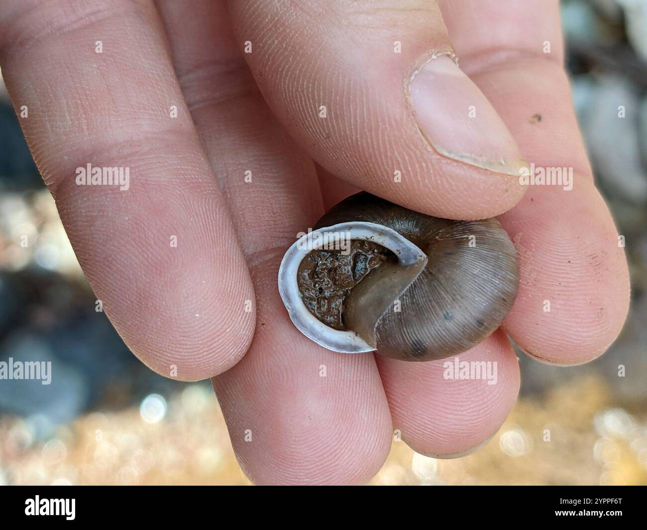 White-lip Globe Snail (Mesodon thyroidus Stock Photo - Alamy