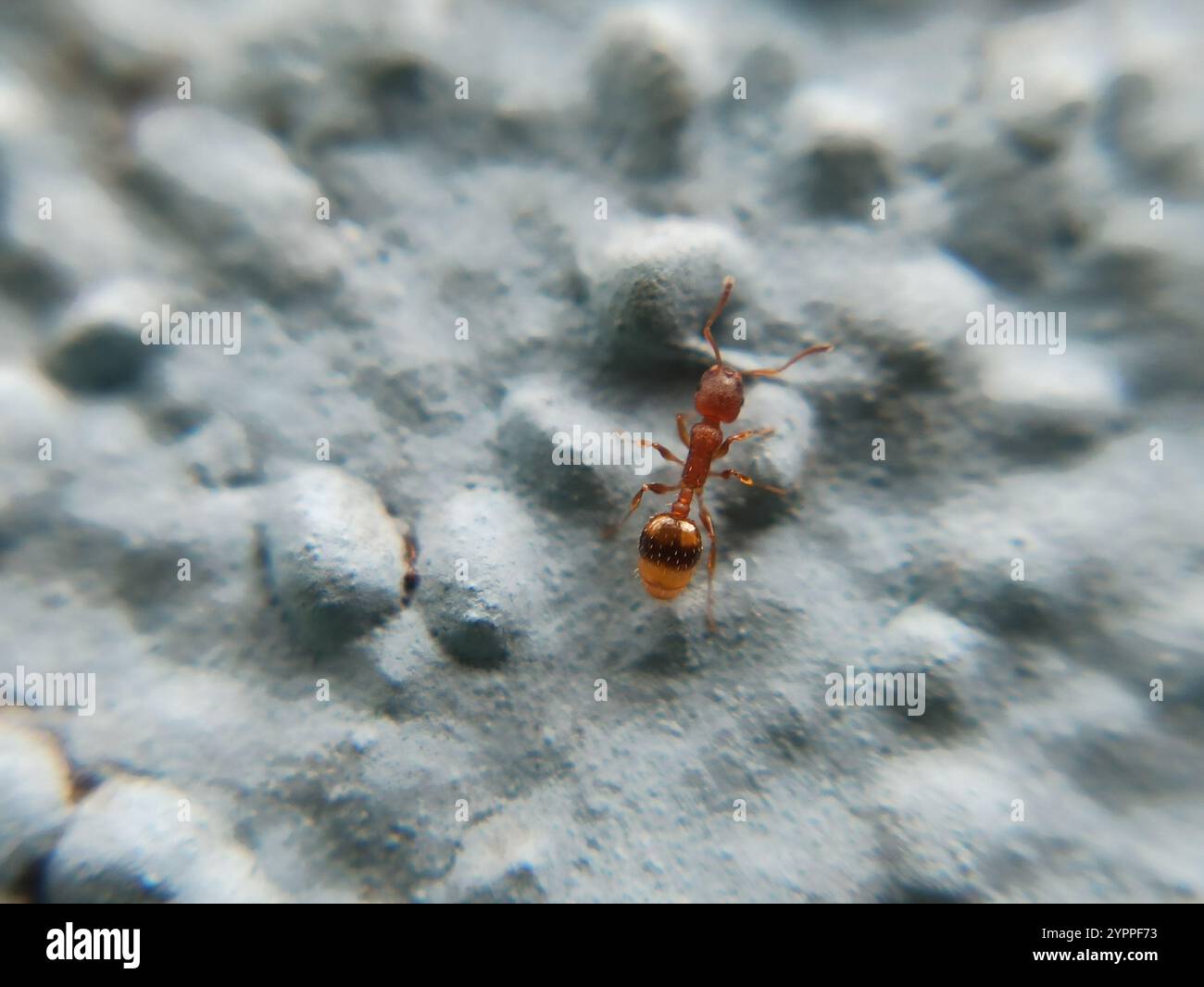 Acorn Ants and Allies (Temnothorax Stock Photo - Alamy
