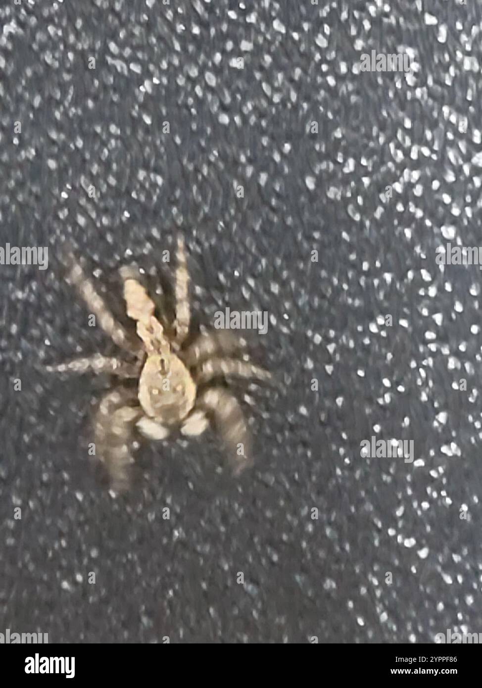 Tan Jumping Spider (Platycryptus undatus Stock Photo - Alamy