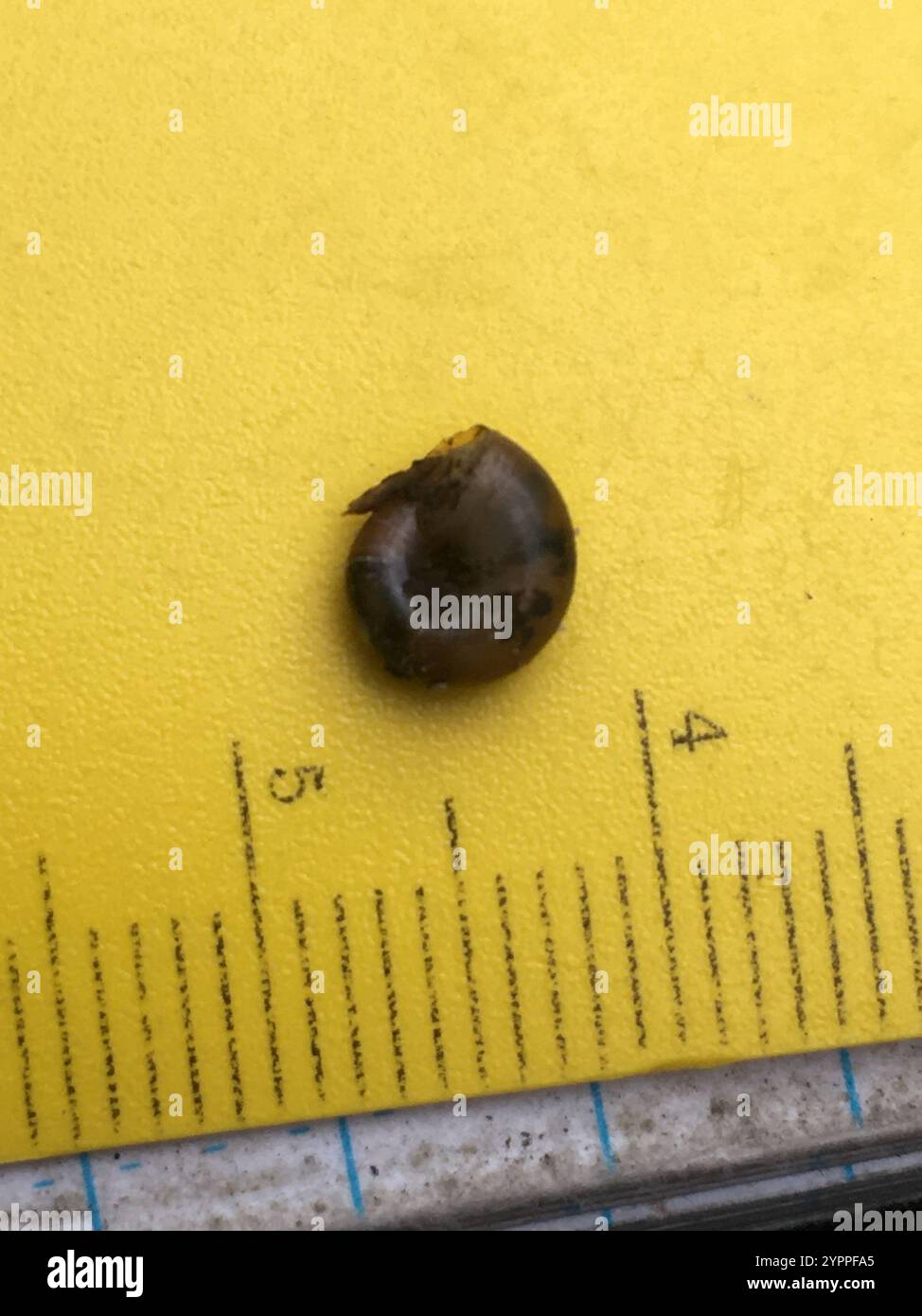 Common Land Snails and Slugs (Stylommatophora Stock Photo - Alamy