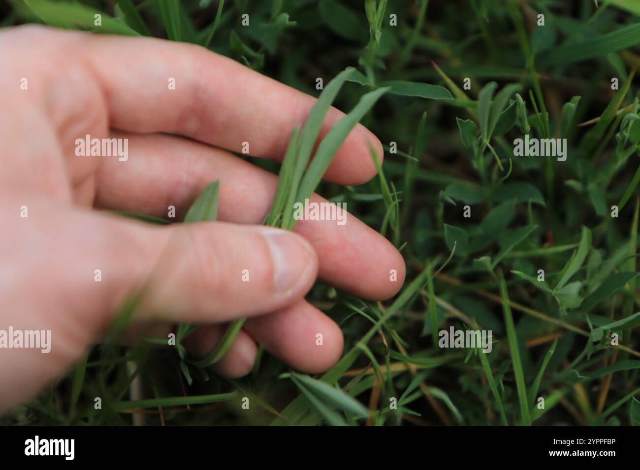 Grass Pea (Lathyrus sphaericus Stock Photo - Alamy