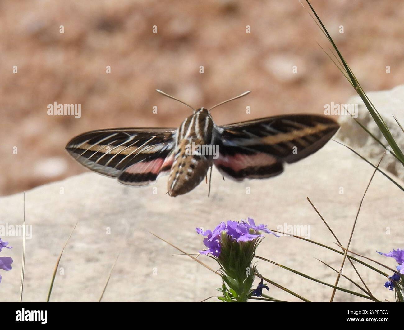 White-lined Sphinx (Hyles lineata Stock Photo - Alamy