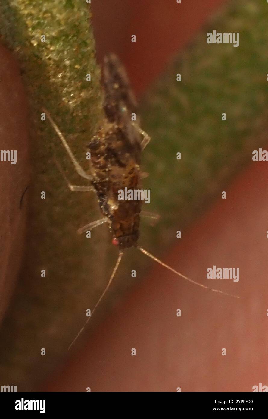 Eastern dusky-winged oak aphid (Neomyzocallis discolor Stock Photo - Alamy