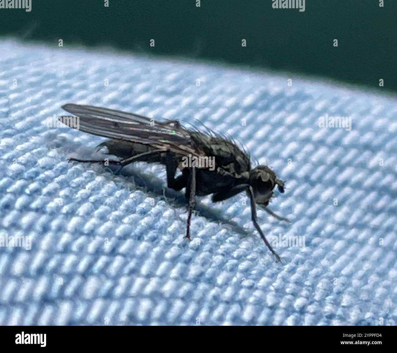 Seaweed Flies (Fucellia Stock Photo - Alamy