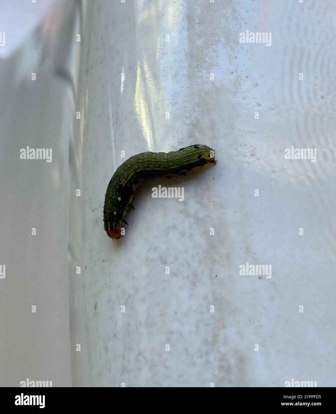 Oriental leafworm moth (Spodoptera litura Stock Photo - Alamy