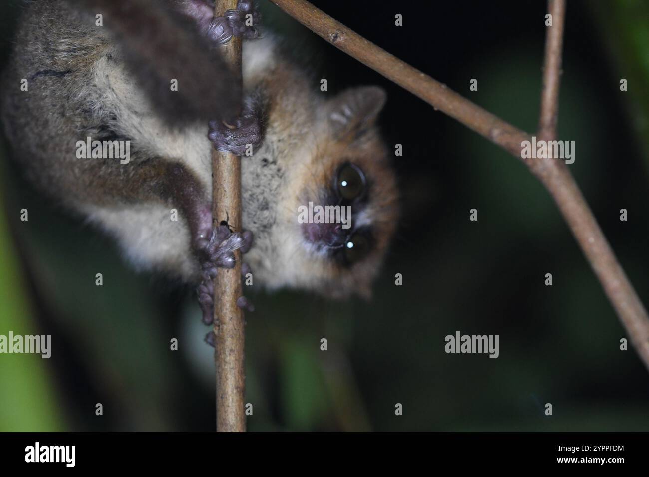 Rufous Mouse Lemur (Microcebus rufus Stock Photo - Alamy