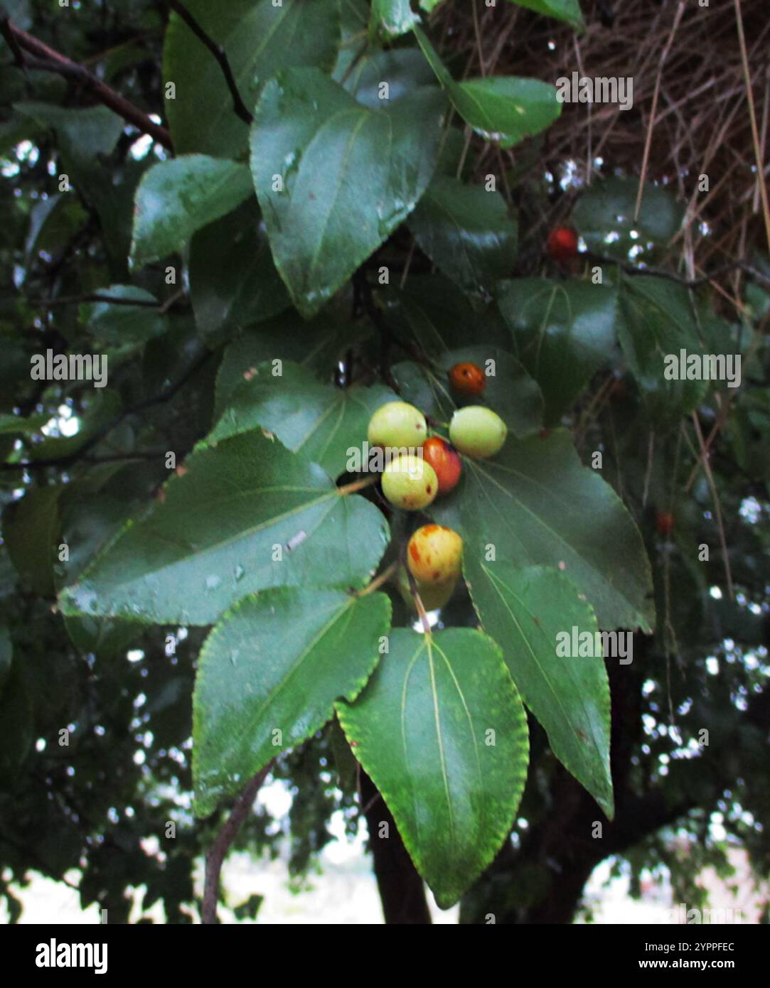 buffalo-thorn (Ziziphus mucronata Stock Photo - Alamy