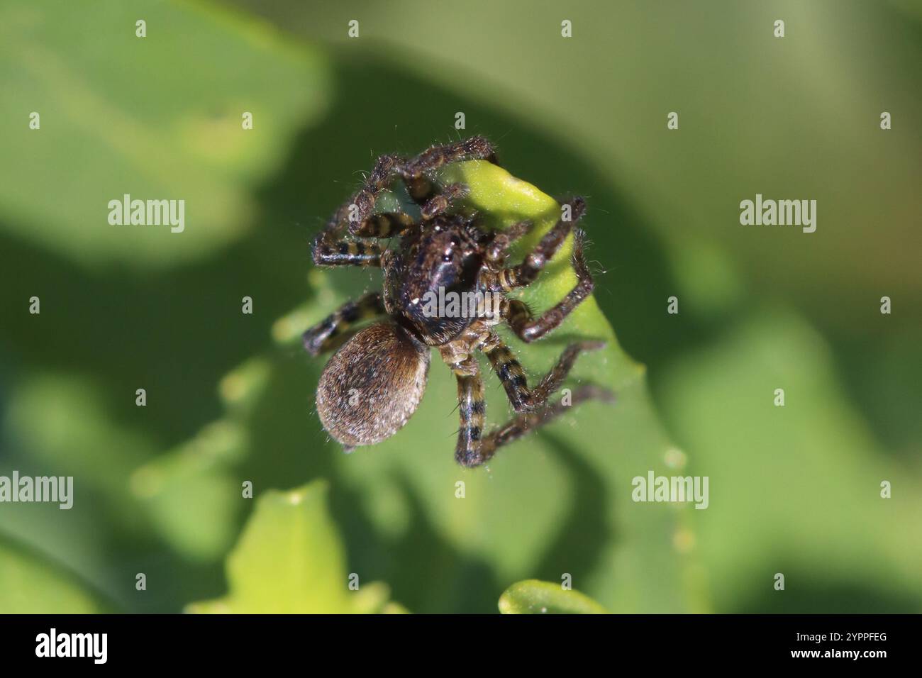 Bear Spiders (Arctosa Stock Photo - Alamy