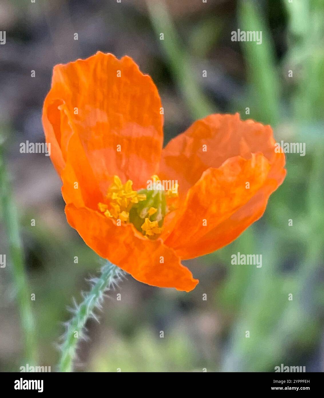 fire poppy (Papaver californicum Stock Photo - Alamy