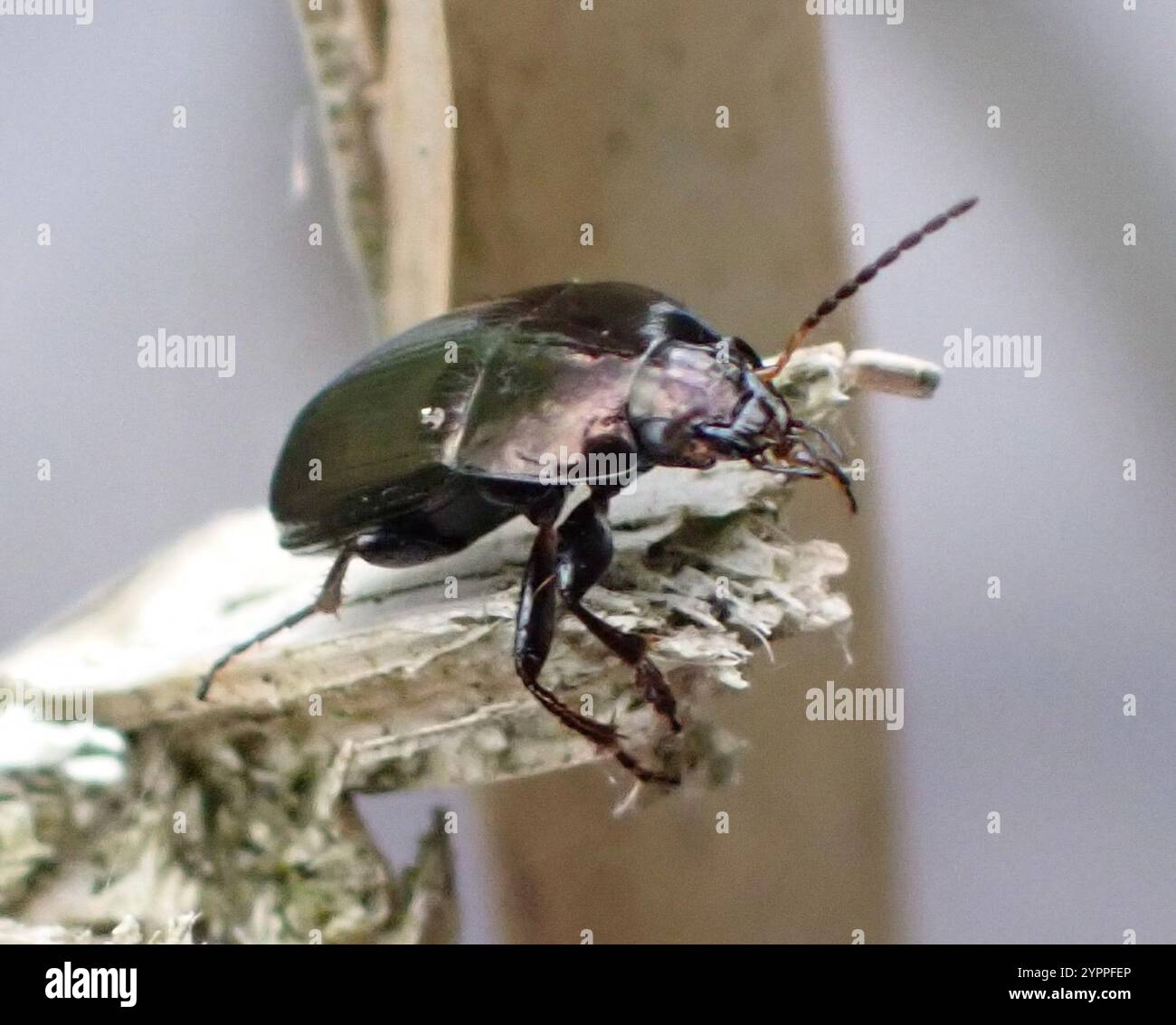 Common Sun Beetle (Amara aenea Stock Photo - Alamy