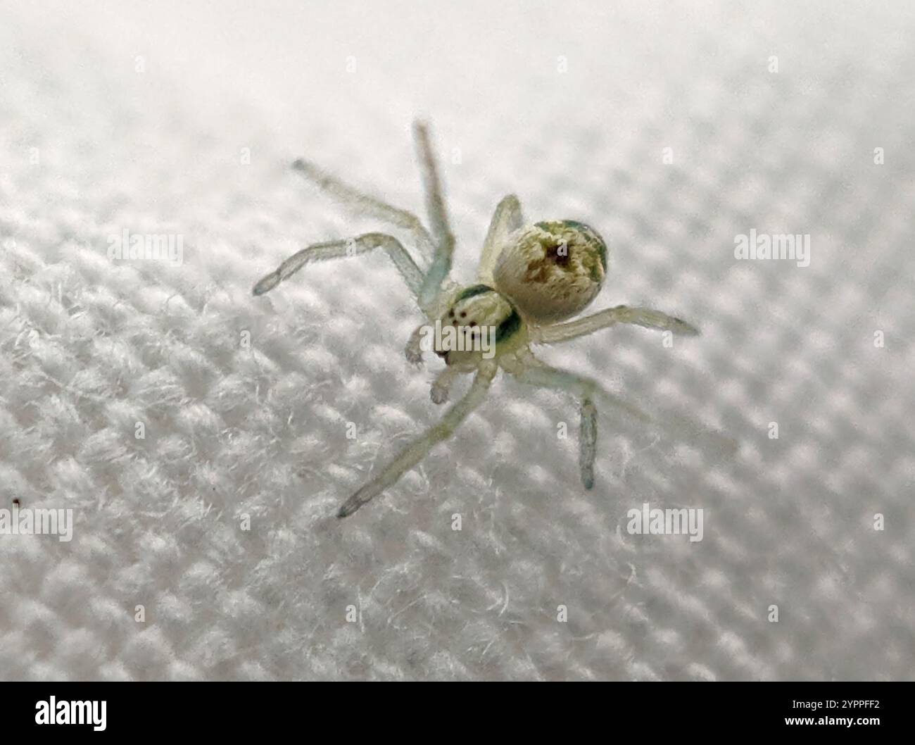 Bleeding Heart Spider (Nigma puella Stock Photo - Alamy