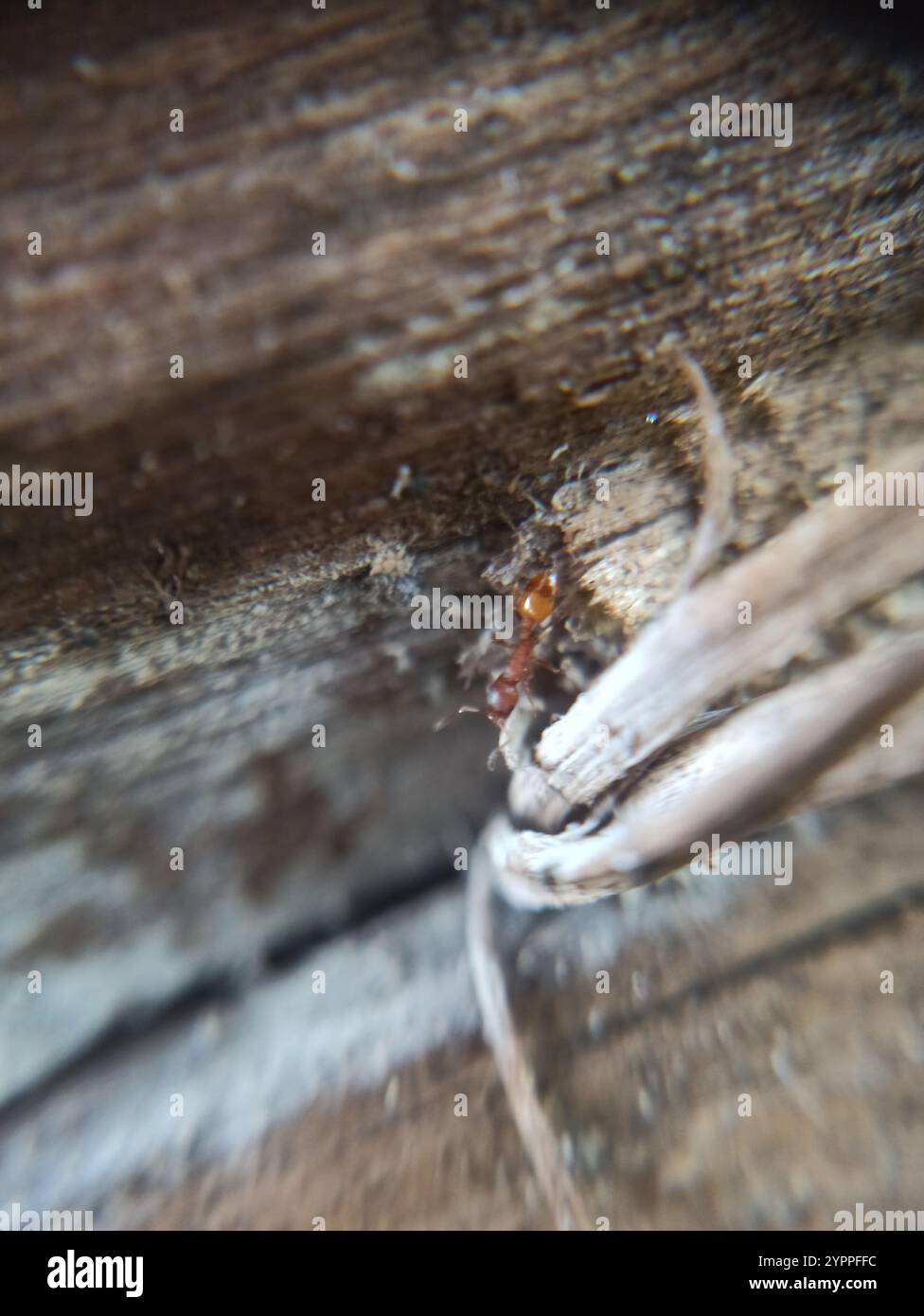 Acorn Ants and Allies (Temnothorax Stock Photo - Alamy