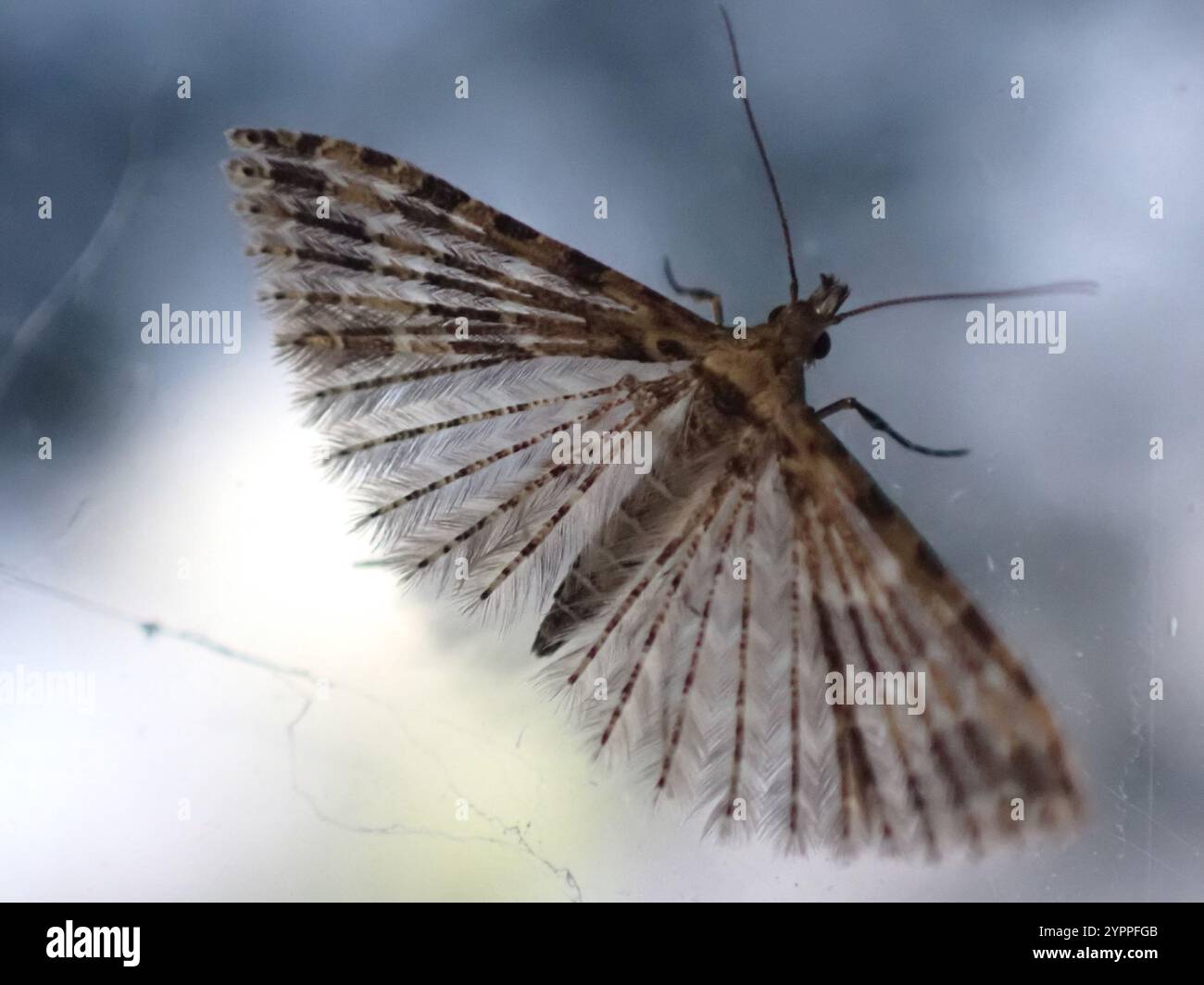 Montana Six-plume Moth (Alucita montana Stock Photo - Alamy
