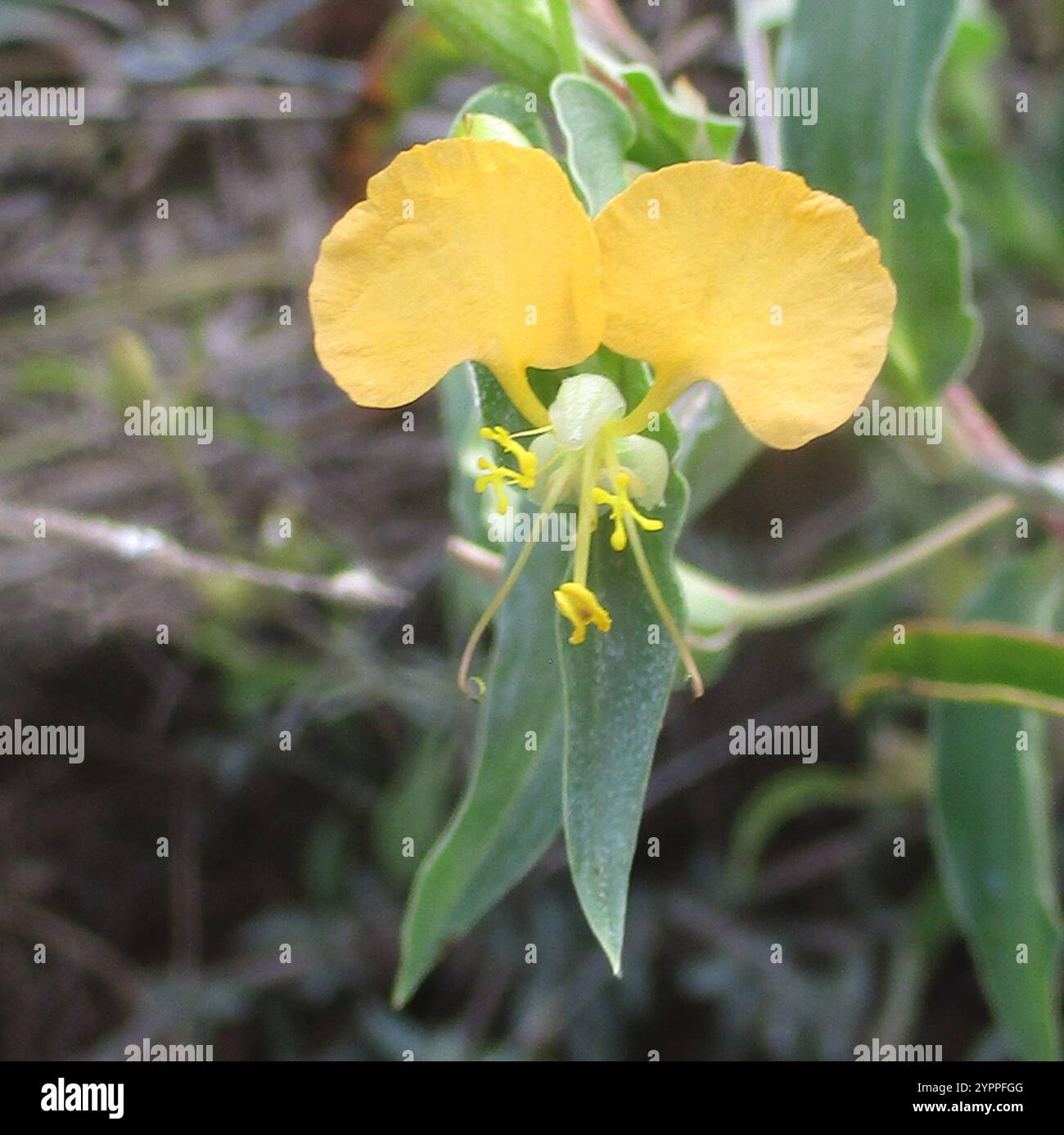 African Yellow Dayflower (Commelina africana Stock Photo - Alamy