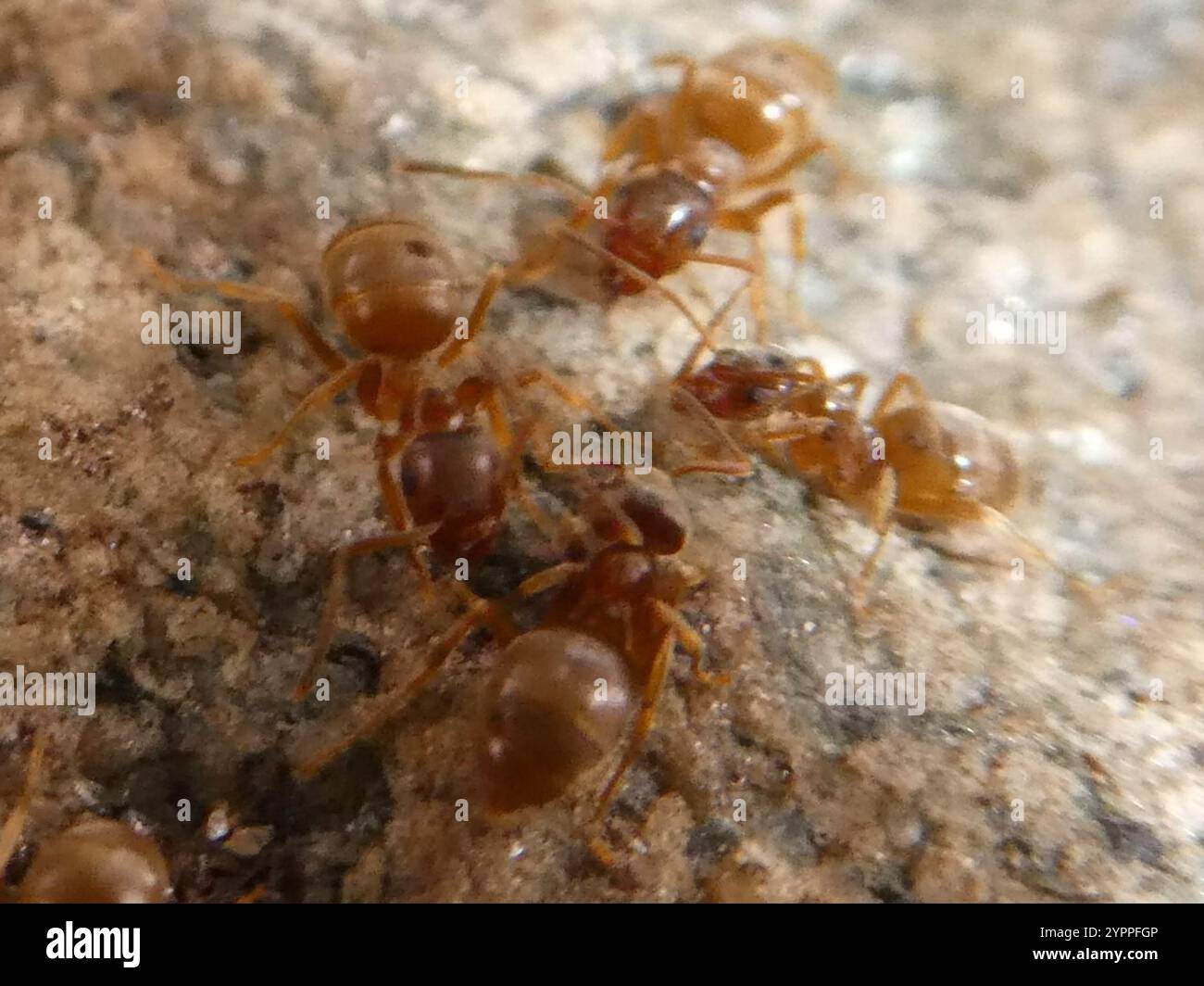 Pale-legged Fuzzy Ant (Lasius pallitarsis Stock Photo - Alamy