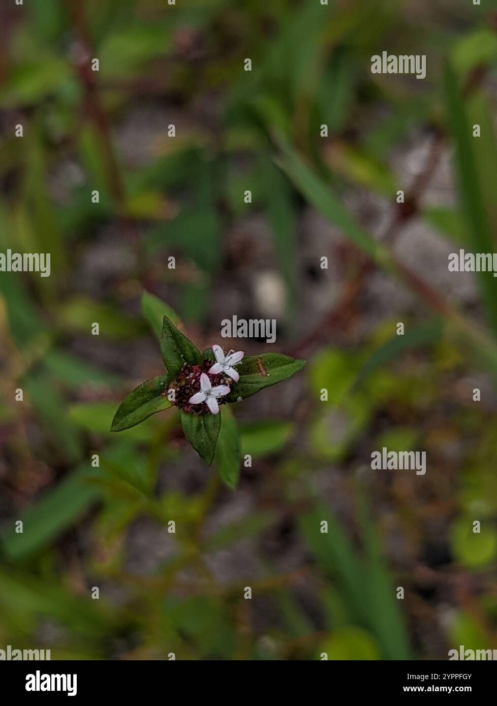Woodland false buttonweed (Spermacoce remota Stock Photo - Alamy