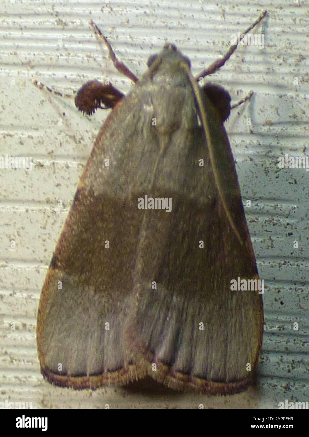 Tarachodes hi-res stock photography and images - Alamy