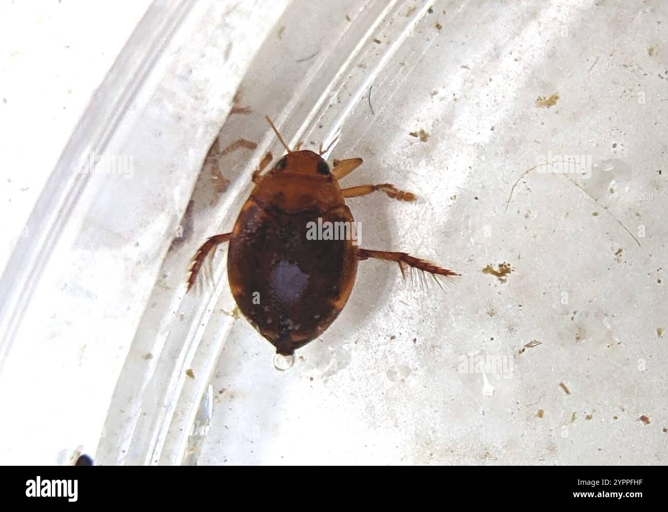 cherrystone beetle (Hyphydrus ovatus Stock Photo - Alamy