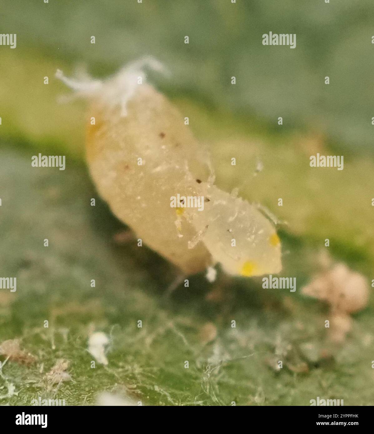 Woolly Oak Aphids (Stegophylla Stock Photo - Alamy