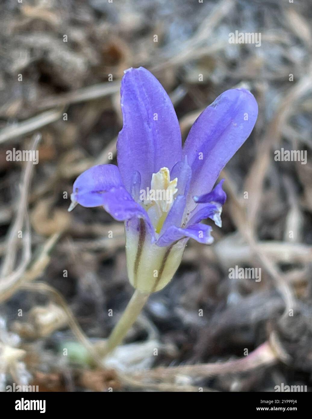 Dwarf Brodiaea (Brodiaea terrestris Stock Photo - Alamy