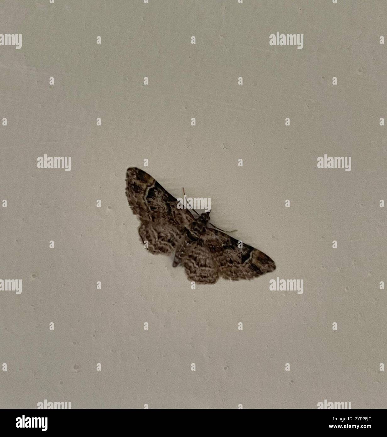 Gymnoscelis rufifasciata hi-res stock photography and images - Alamy