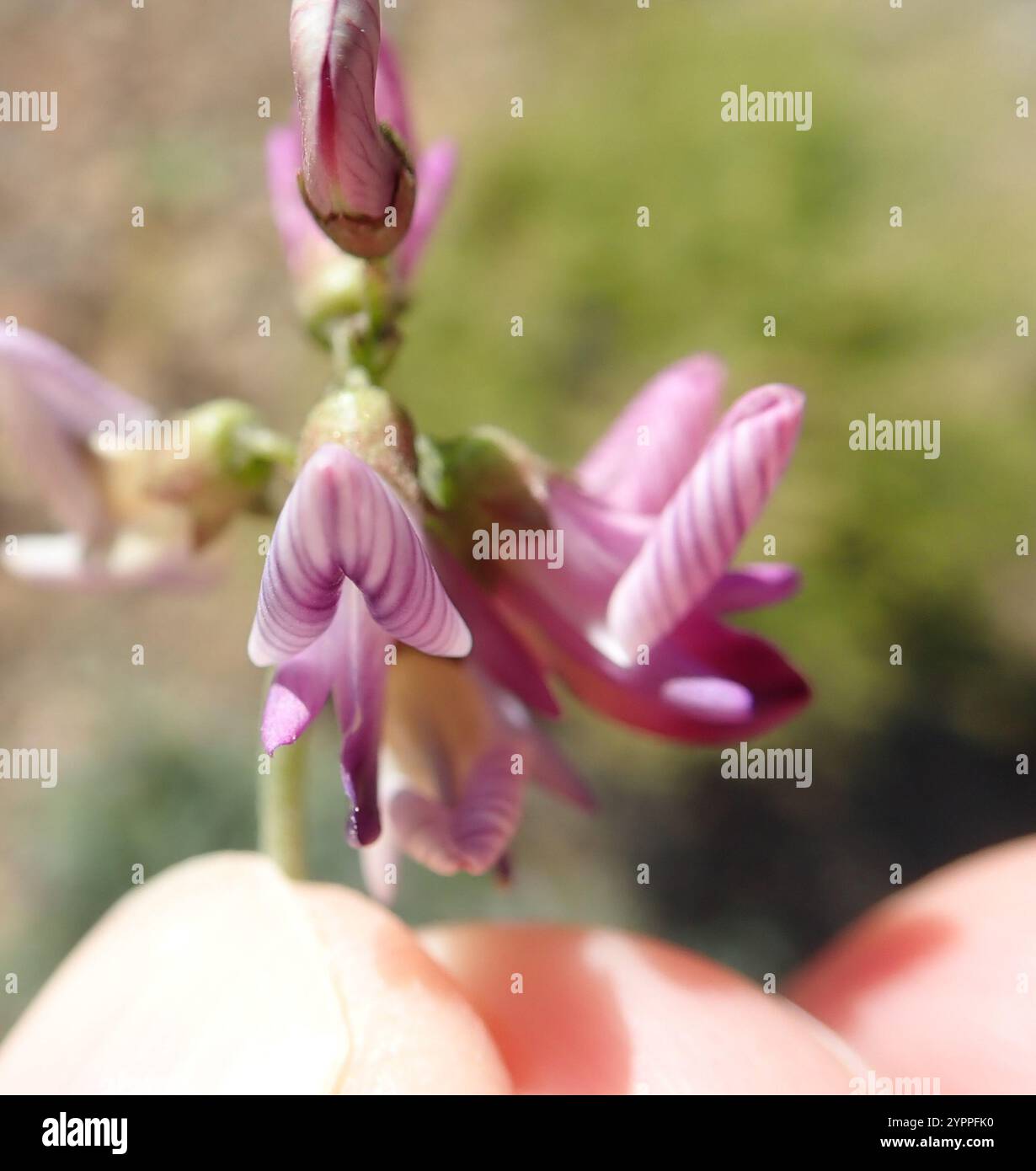 Spiny Bubblepod (Lessertia spinescens Stock Photo - Alamy