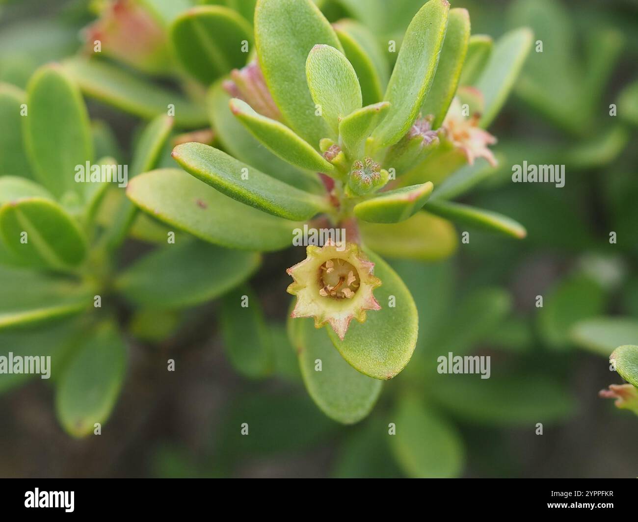 bantigue (Pemphis acidula Stock Photo - Alamy