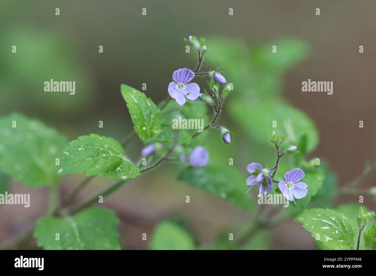 Wood Speedwell (Veronica montana Stock Photo - Alamy