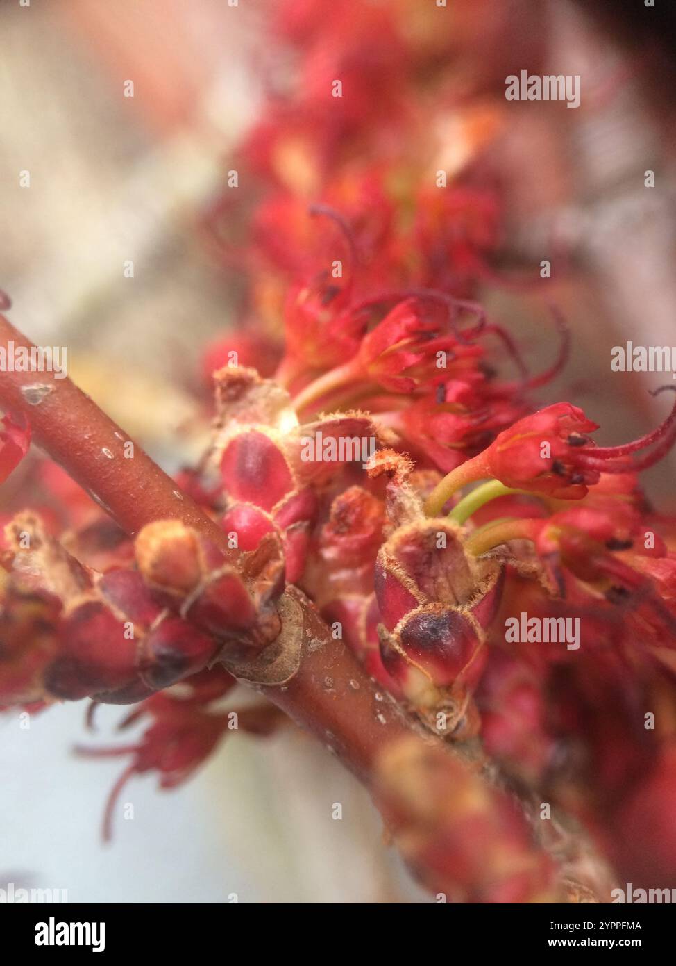 red maple (Acer rubrum Stock Photo - Alamy
