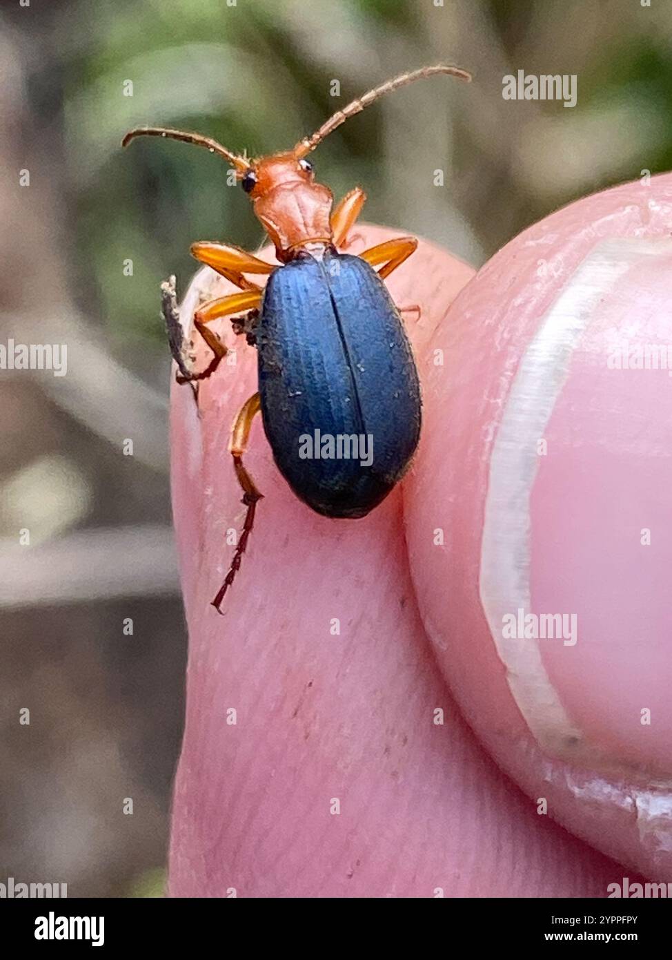 Bombardier Beetles (Brachinus Stock Photo - Alamy