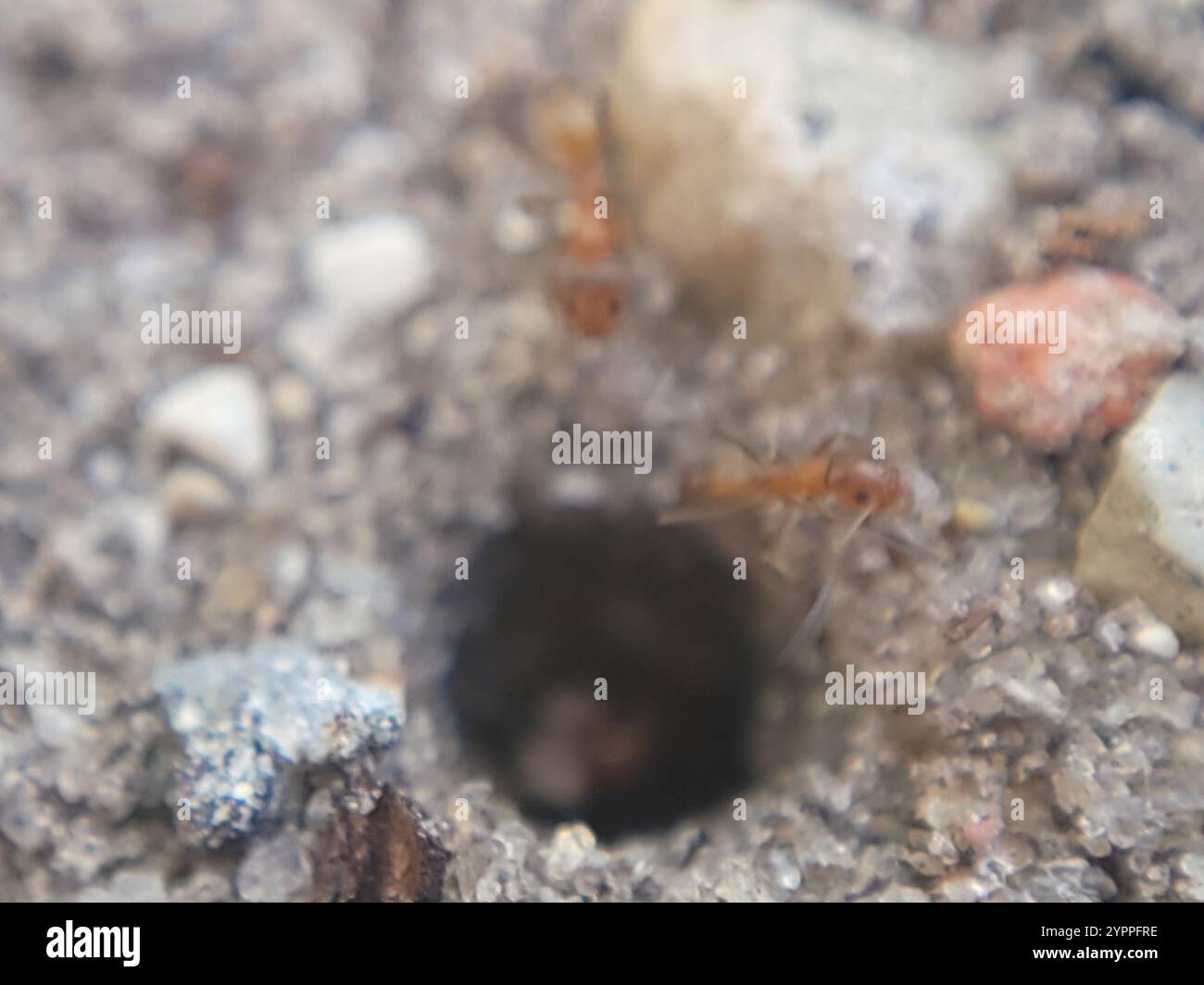 Buren's Pyramid Ant (Dorymyrmex bureni Stock Photo - Alamy