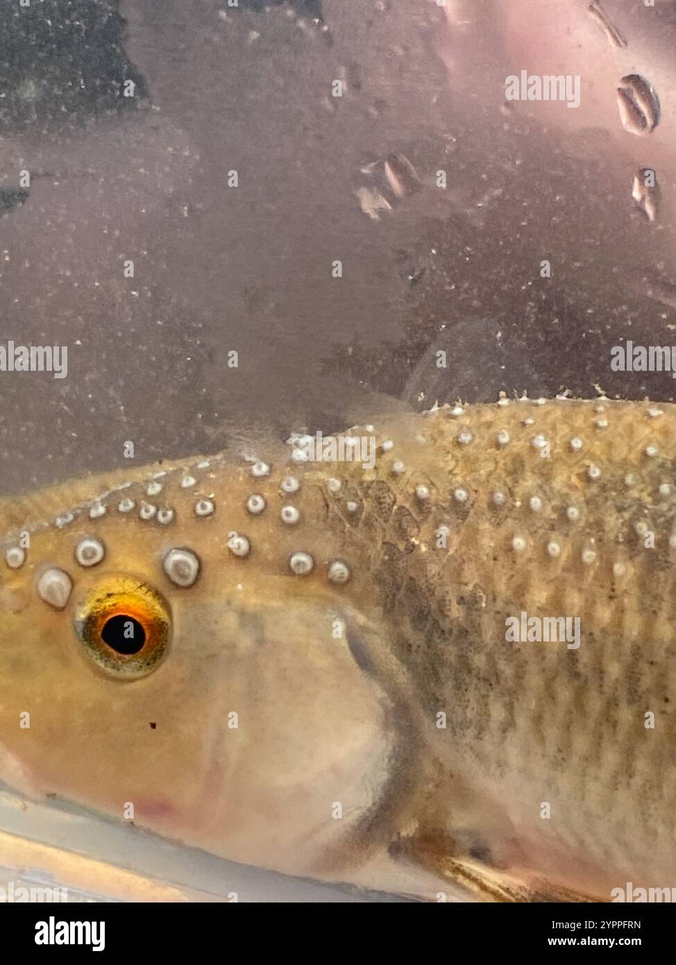 Highland Stoneroller (Campostoma spadiceum Stock Photo - Alamy