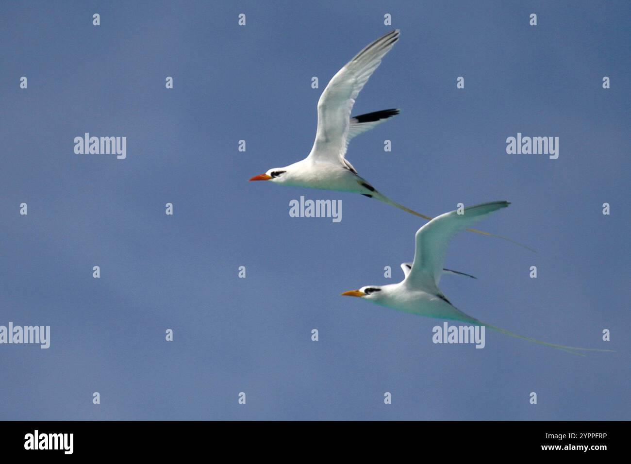 Caribbean White-tailed Tropicbird (Phaethon lepturus catesbyi Stock ...