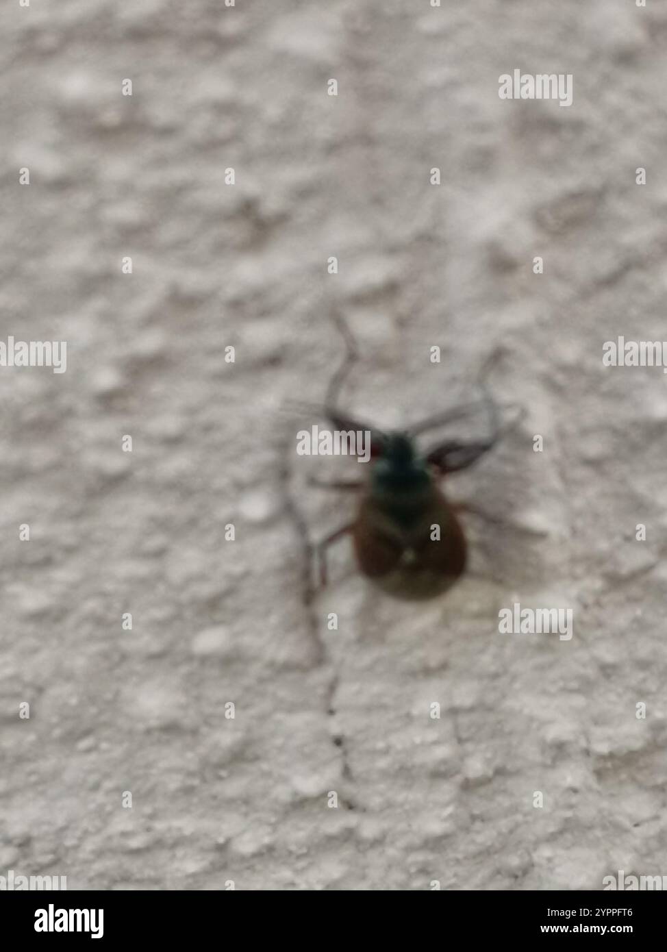 Spruce Cone Bug (Gastrodes abietum Stock Photo - Alamy