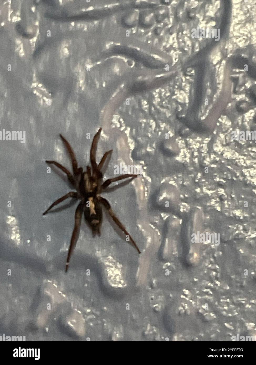 Eastern Parson Spider (Herpyllus ecclesiasticus Stock Photo - Alamy