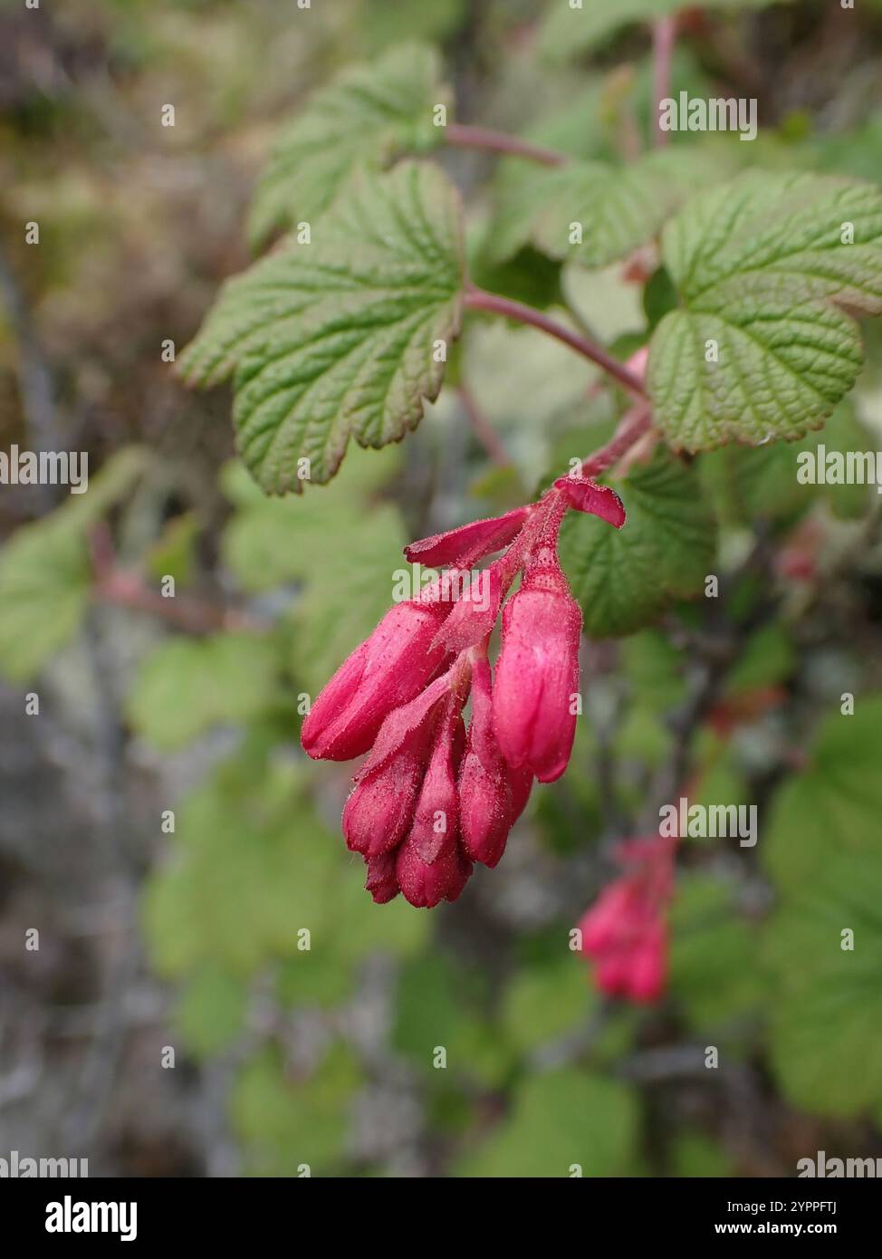 Red-flowering Currant (Ribes sanguineum Stock Photo - Alamy