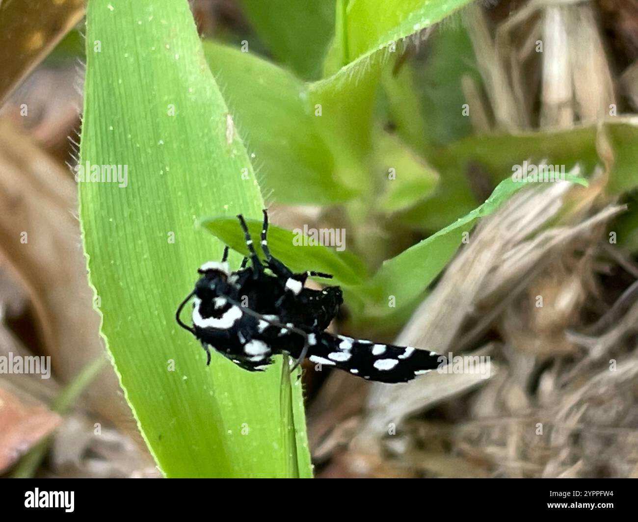 Pseudothyris sepulchralis hi-res stock photography and images - Alamy