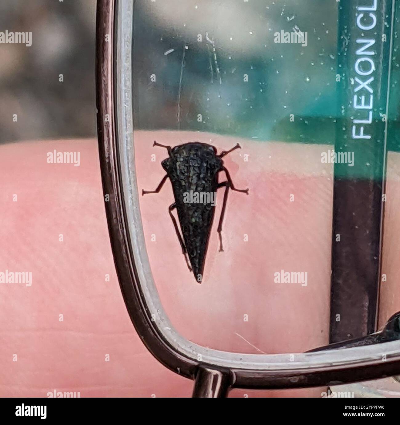 Typical Treehoppers (Membracidae Stock Photo - Alamy