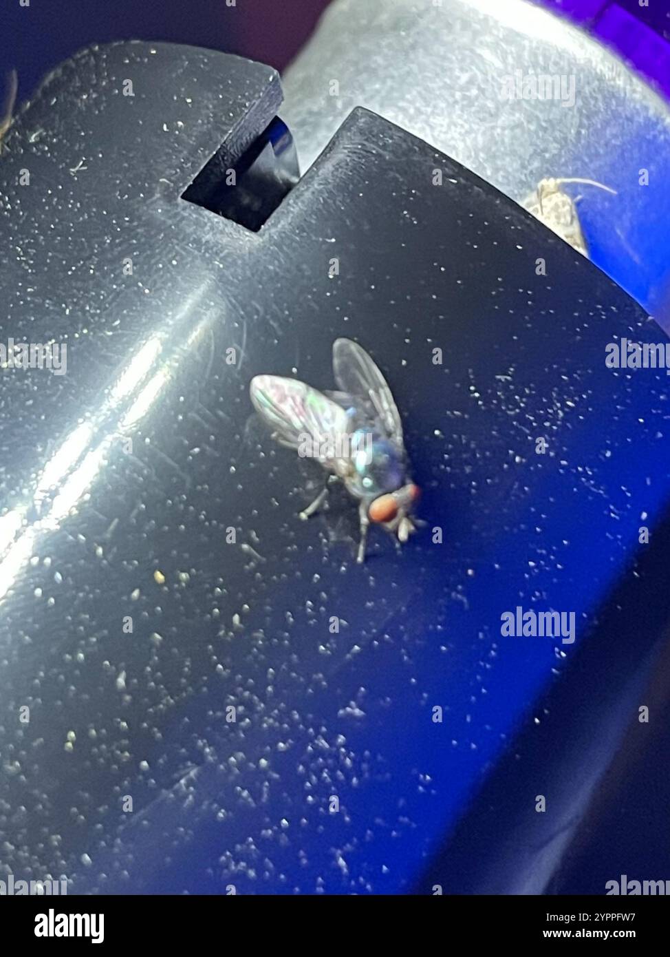 Blow Flies (Calliphoridae Stock Photo - Alamy