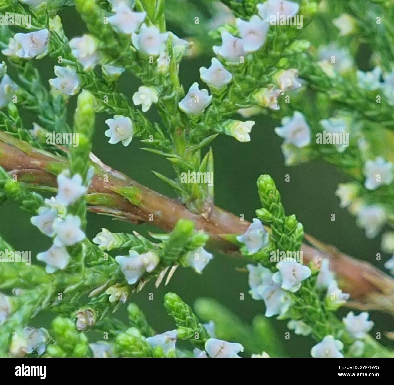 cypress family (Cupressaceae Stock Photo - Alamy