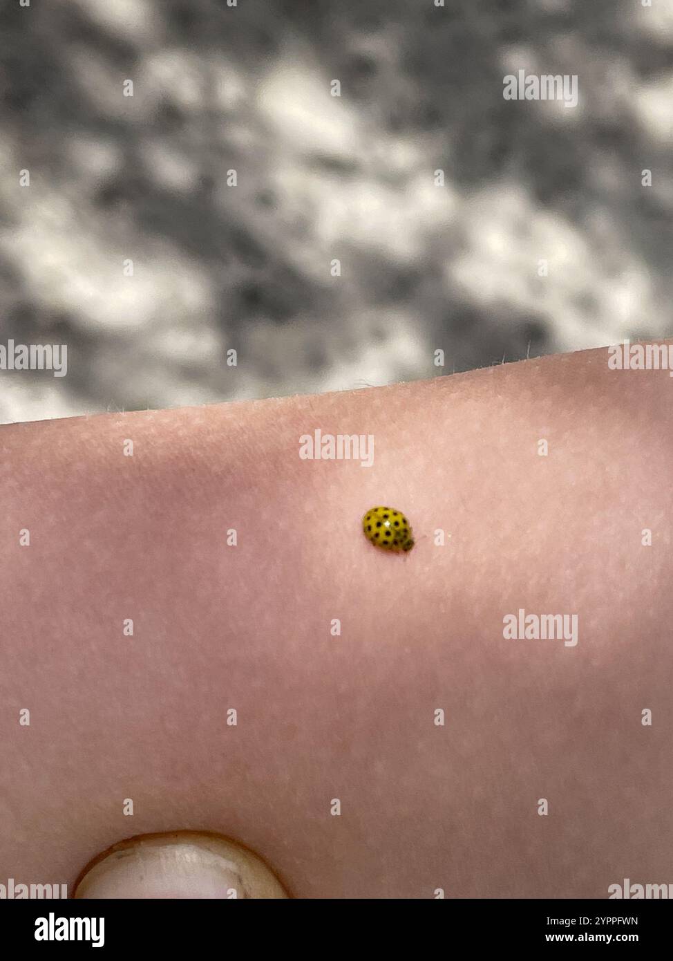 22-spot Ladybird (Psyllobora vigintiduopunctata Stock Photo - Alamy